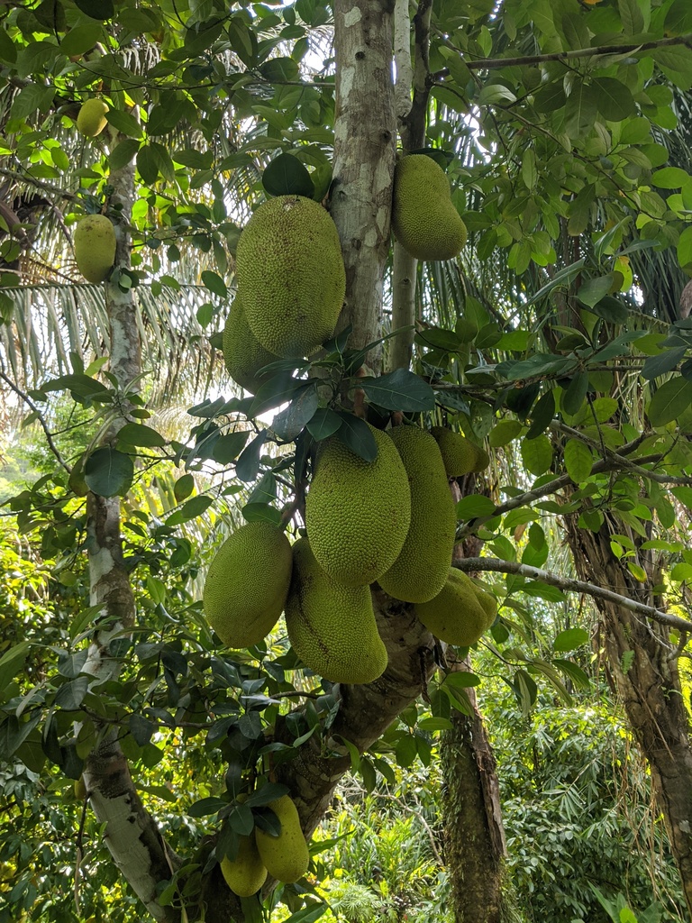 Jackfruit from Golfito, CR-PU, CR on December 4, 2019 at 09:33 AM by ...