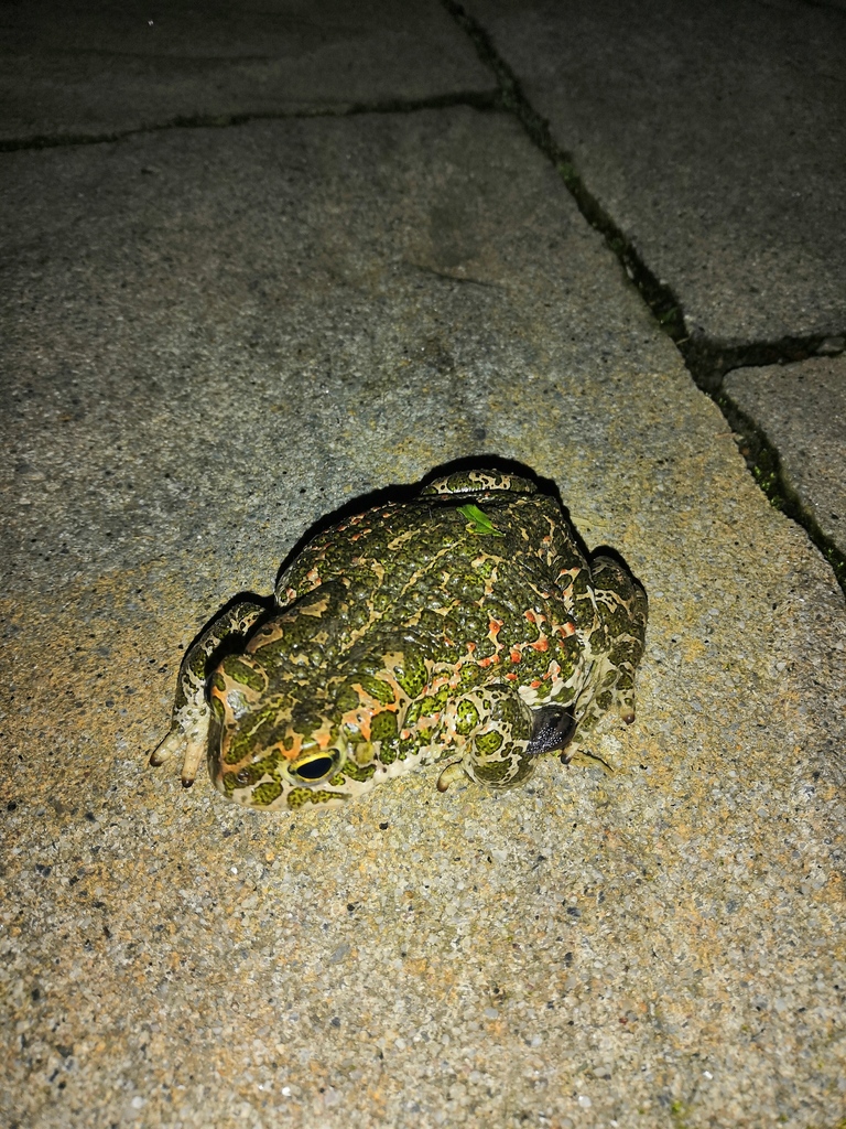 Balearic Green Toad from 20062 Cascina Romilli MI, Italia on December 9 ...