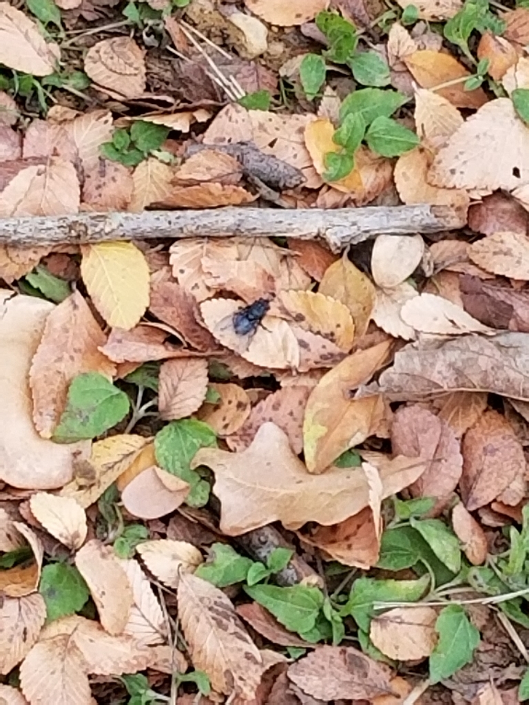 Flies from Central Arlington, Arlington, TX, USA on December 5, 2019 at ...