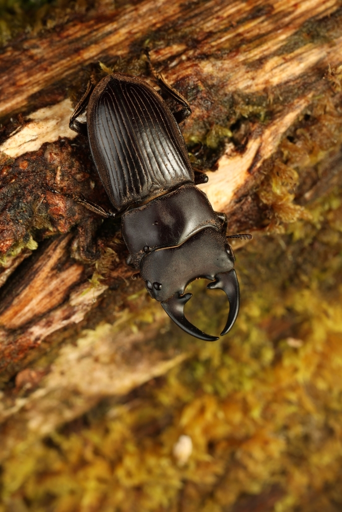 Aegus kinabalensis from Mesilau on October 7, 2025 at 08:55 AM by ...