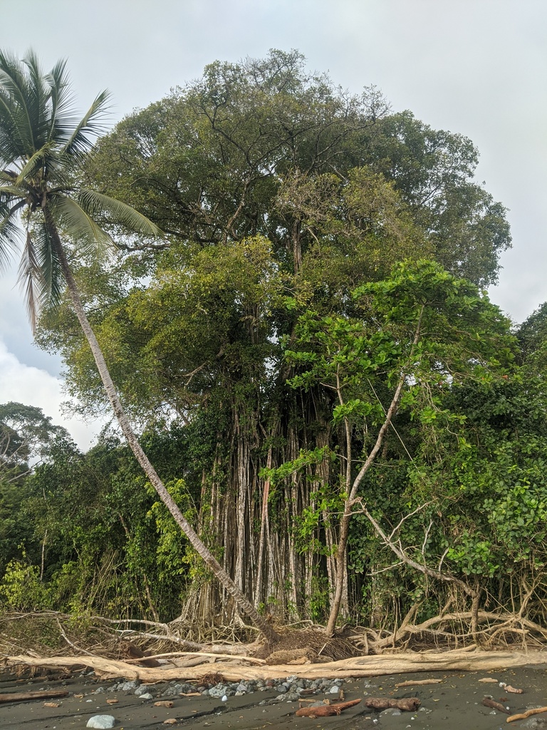 Figs from Puntarenas Province, Costa Rica on December 5, 2019 at 03:22 ...