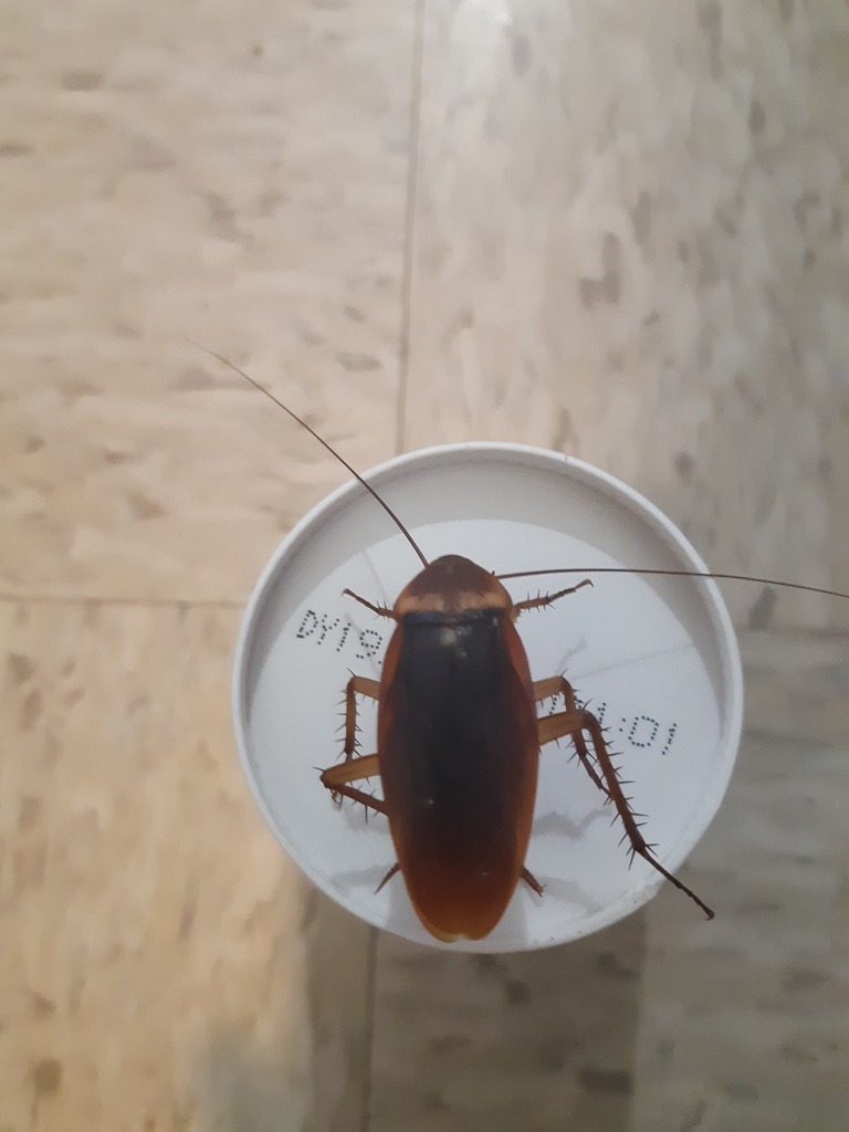 American Cockroach from Mangilao, Guam on December 9, 2019 by Are Gee ...