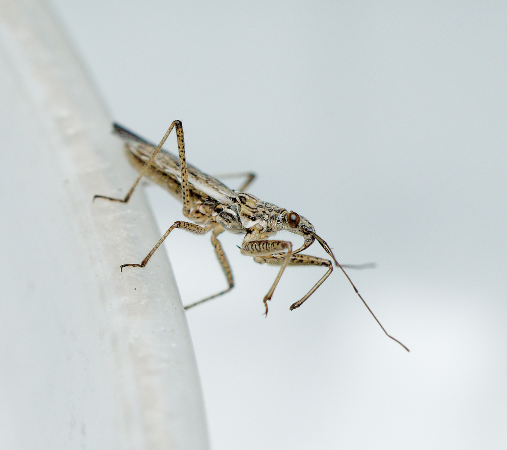 Common Damsel Bug in October 2025 by Lane Nielson · iNaturalist