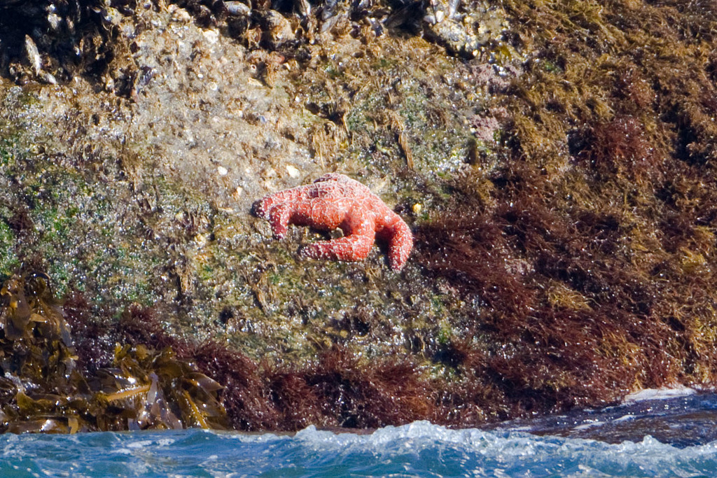 Ochre Sea Star from San Diego Bay--Zuniga Jetty on February 13, 2010 at ...