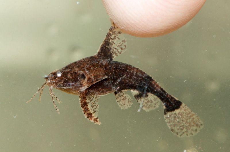 (Physopyxis) - Marine Life Identification