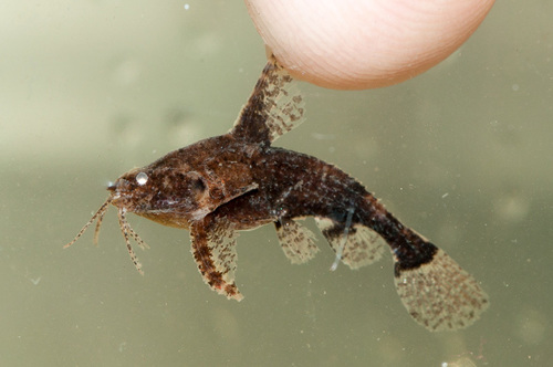 Genus Physopyxis · iNaturalist