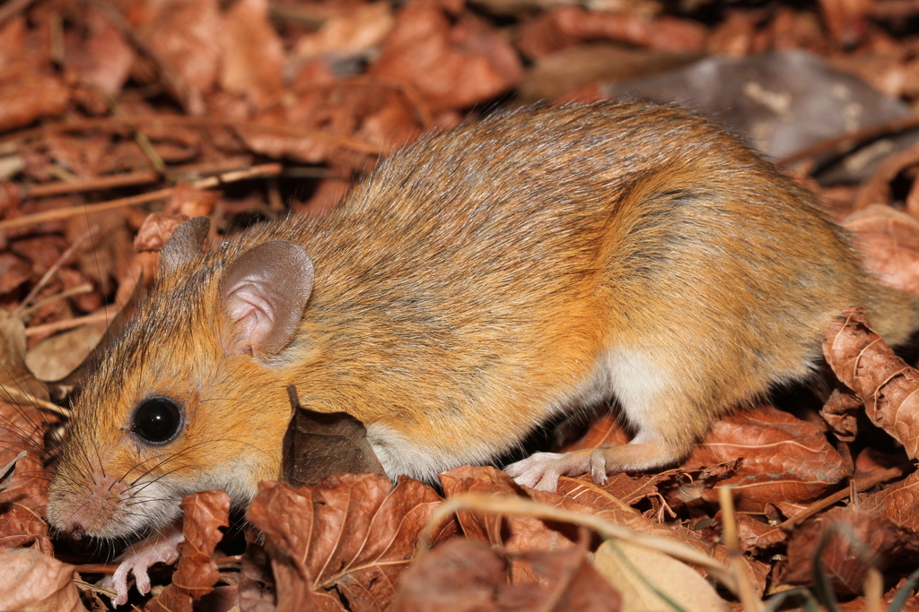 bicolored arboreal rice rat from Barrancas, La Guajira, Colombia on ...