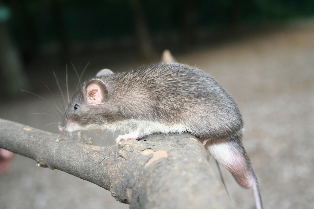 Trinidad Spiny Pocket Mouse from Barrancas, La Guajira, Colombia on ...