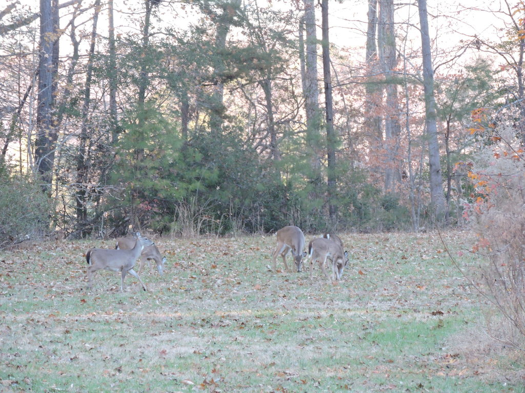 White-tailed Deer from York County, VA, USA on December 7, 2019 at 03: ...