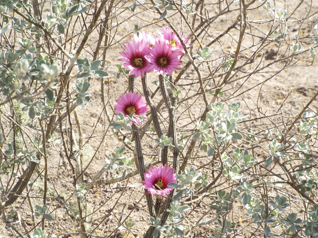 Echinocereus poselgeri poselgeri in January 2018 by Rubén Alejandro ...