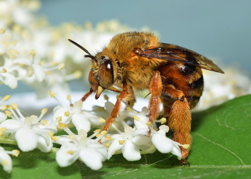 Teddy Bear Bee (bees of se qld) · iNaturalist