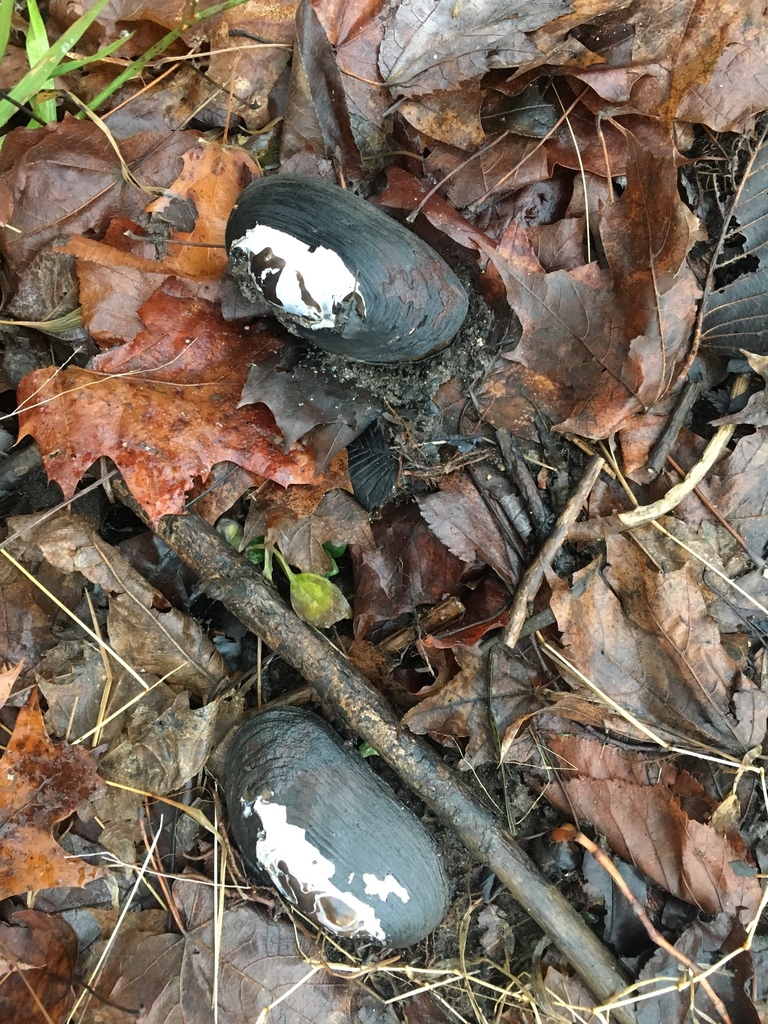 Eastern Elliptio from Ward Pound Ridge Reservation, Pound Ridge, NY, US ...