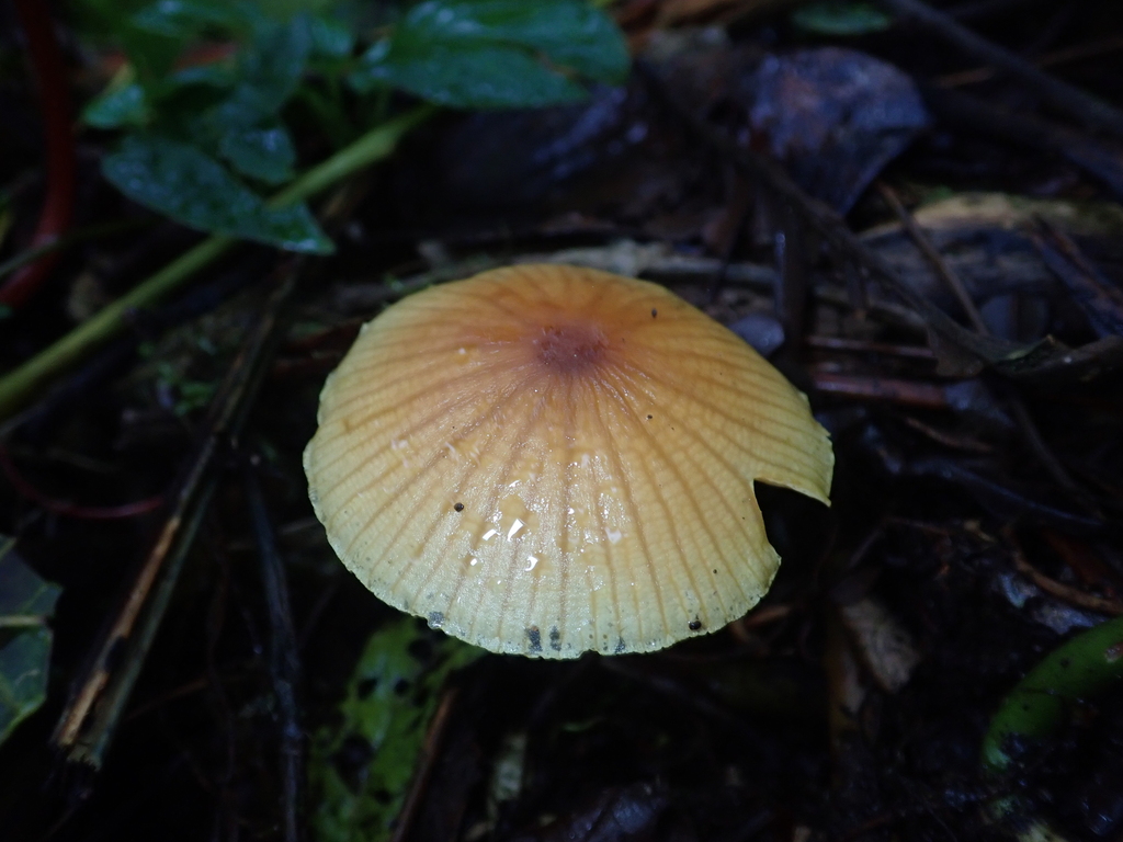 Heimiomyces tenuipes from Metropolitan District of Quito, Ecuador on ...