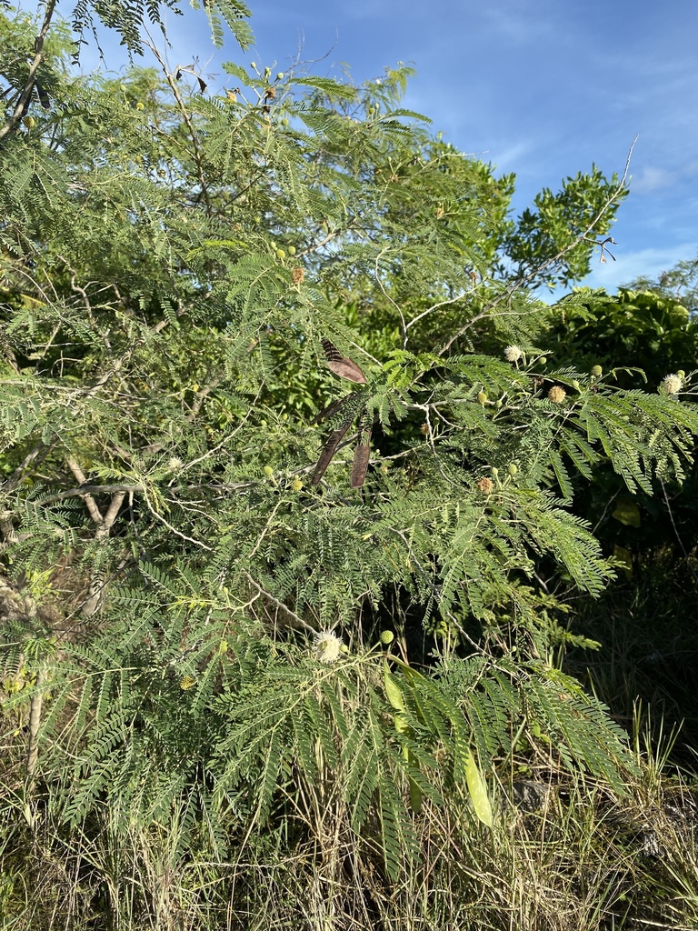 White leadtree from Nauru, NR on December 10, 2019 at 05:21 PM by ...
