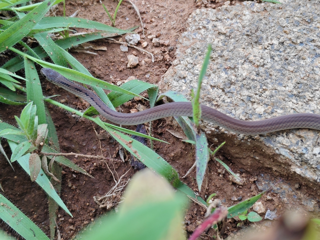 Calamaria Reed Snake from Birangi Kothakota, Andhra Pradesh, India on ...