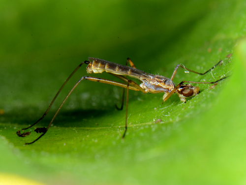 Insects Id: Micropeza lateralis, Micropeza lateralis
