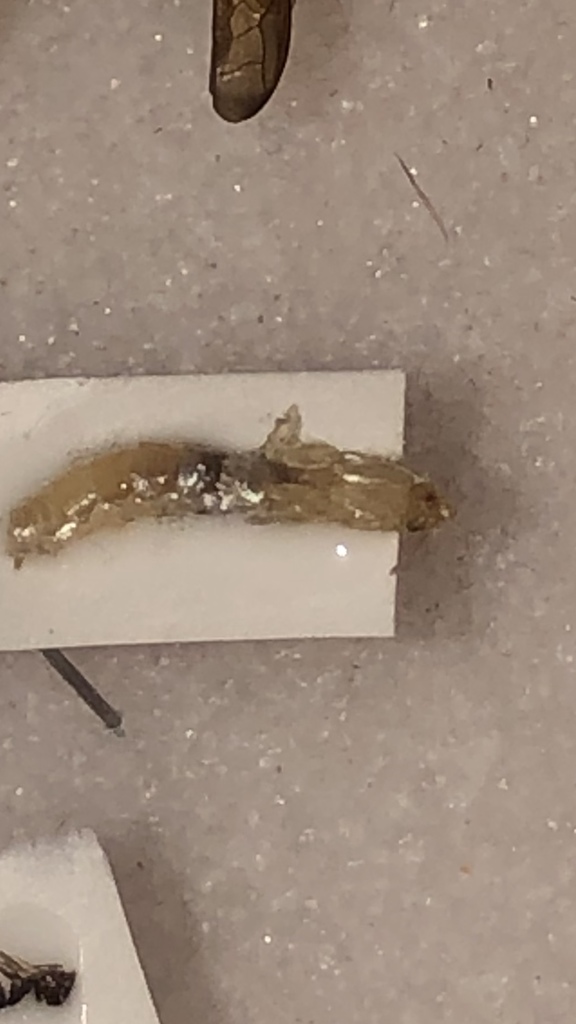 Silverfishes from Guam, Hagatna, GU, US on December 11, 2019 at 06:39 ...