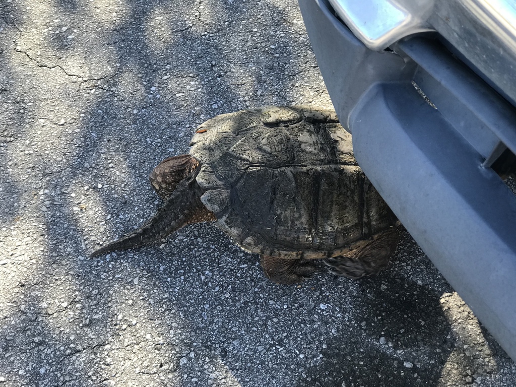 Common Snapping Turtle from Fish Factory Rd SE, Oak Island, NC, US on ...