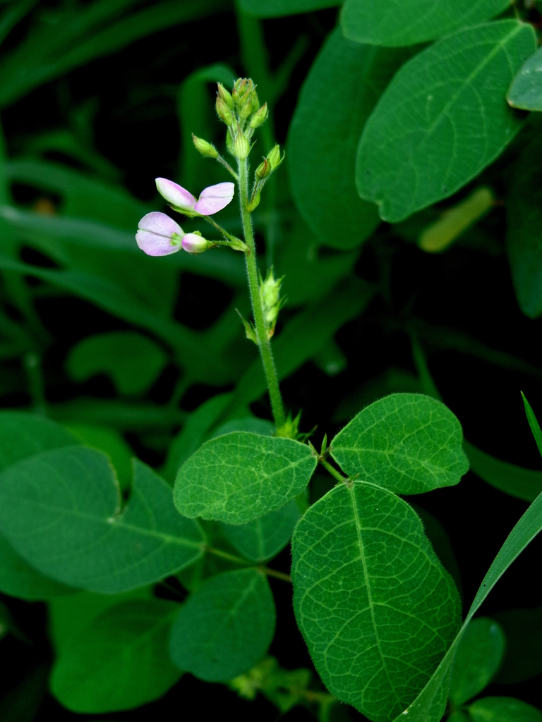 Florida beggarweed from Municipio de Victoria, Tamps., México on June ...