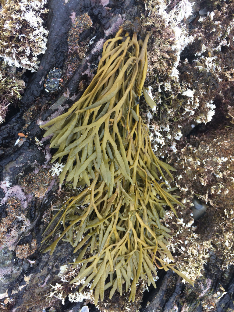 golden rockweed from Pacific Ocean, Newport Beach, CA, US on December ...
