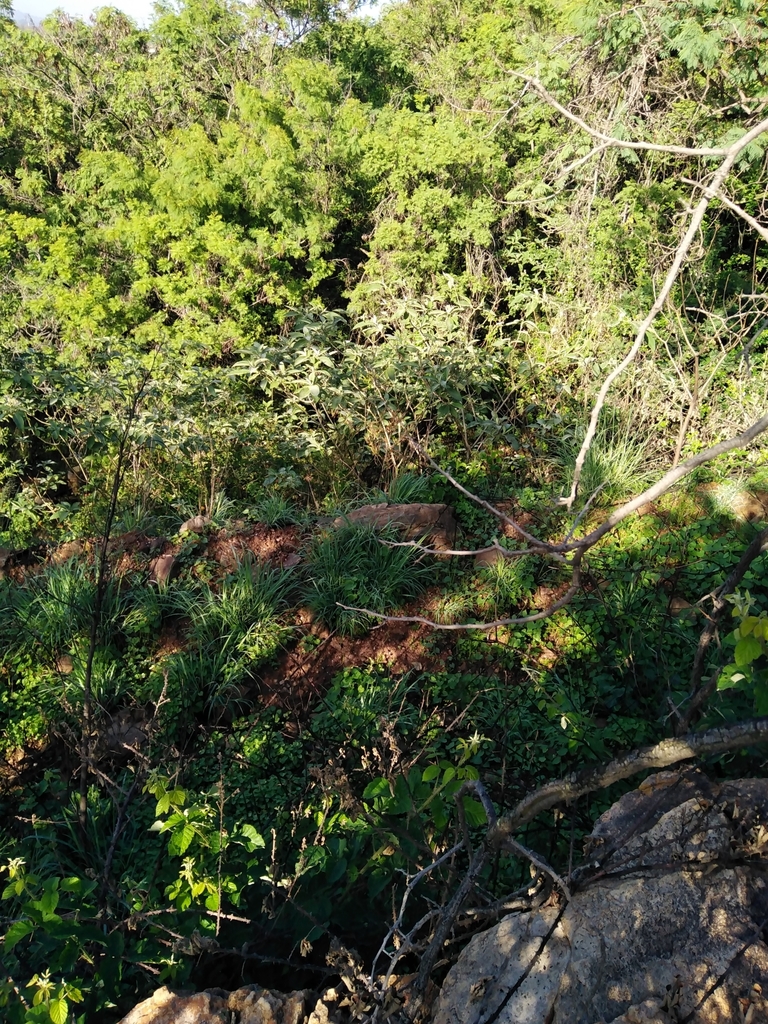 bugweed from 1 Vista Da Serra, 6 Fouche Terrace, Bedfordview, Germiston ...