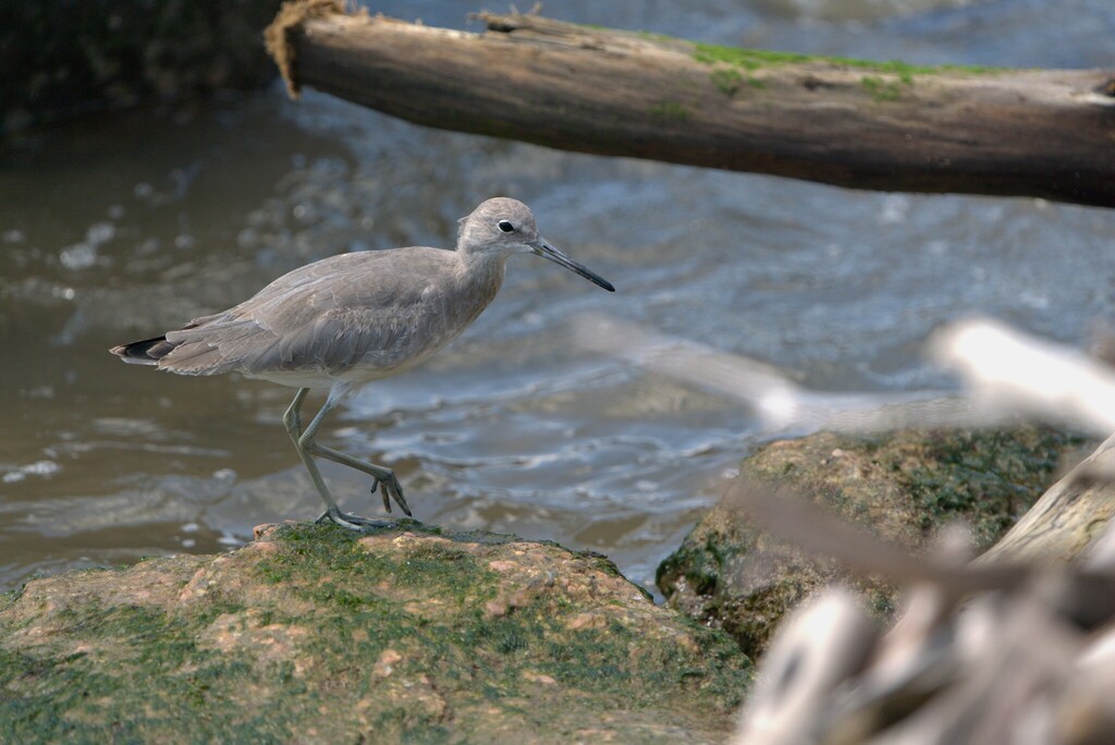 Willet in September 2025 by hchuang · iNaturalist