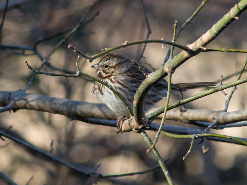 Song Sparrow from Howard, Maryland, United States on December 10, 2016 ...