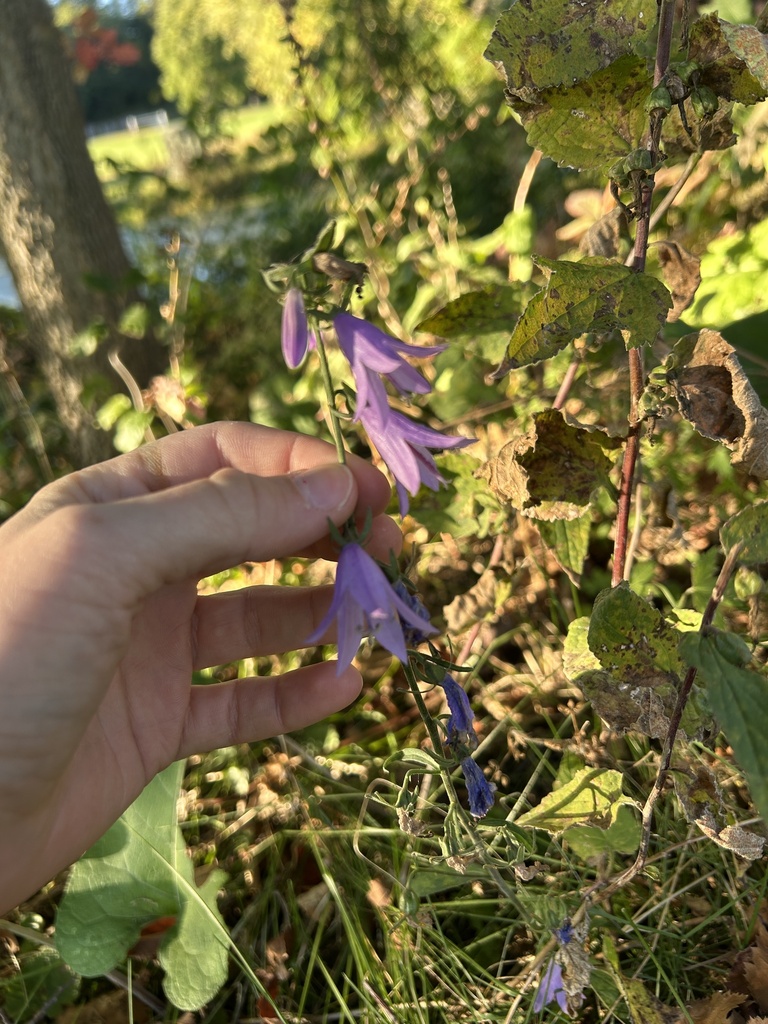 Creeping Bellflower from Vilas Park, Madison, WI, US on October 8, 2025 ...
