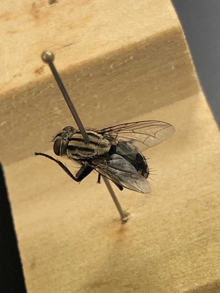 Common Flesh Flies from University of Guam, Mangilao, GU, US on ...