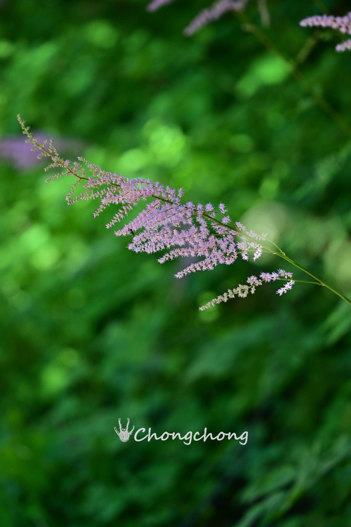 Tall false-buck's-beard from 中国甘肃省甘南藏族自治州临潭县莲花山森林公园 邮政编码: 731516 on ...