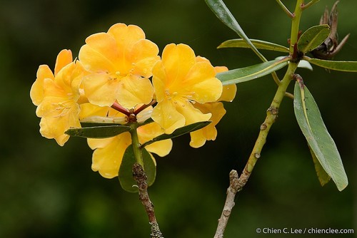 Golden Rhododendron (Rhododendron retivenium) · iNaturalist