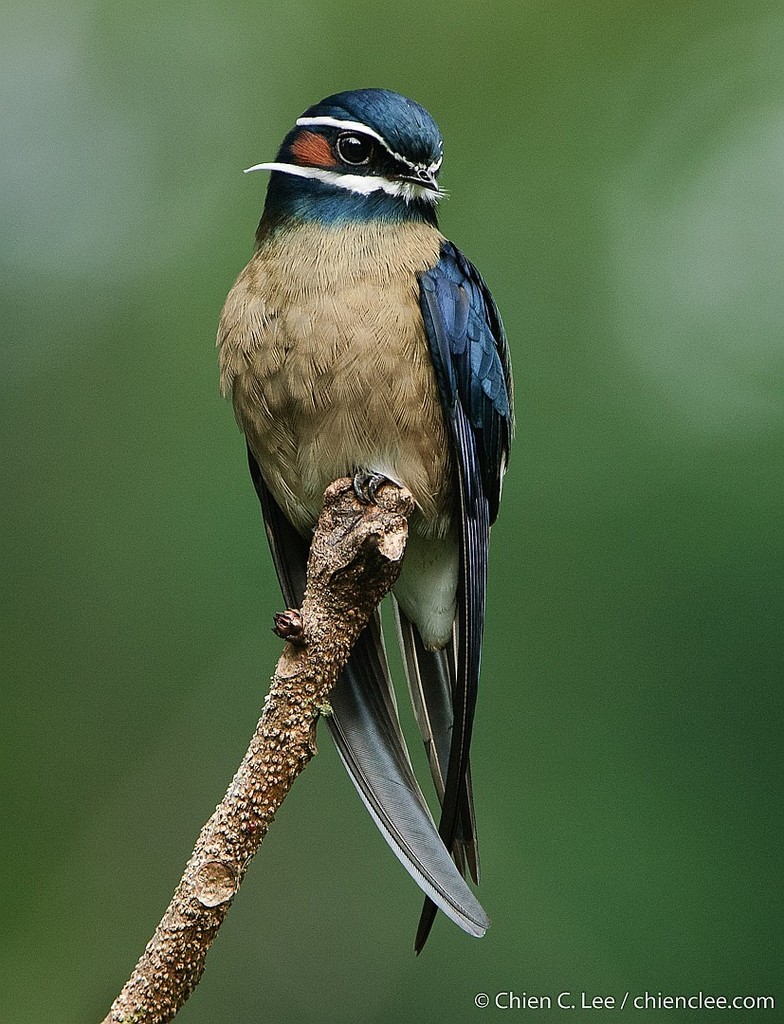 Whiskered Treeswift from Unnamed Rd,, Lahad Datu, Sabah, Malaysia on ...