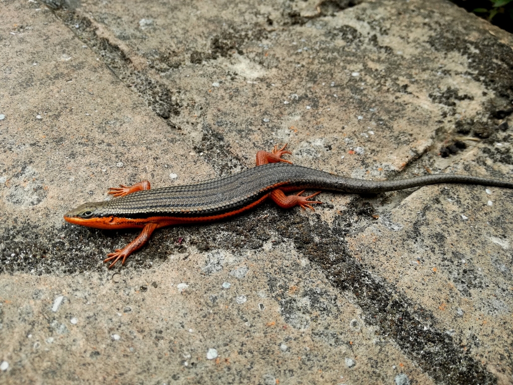 Red-Sided Skink from Campher's Drift, George, 6529, South Africa on ...