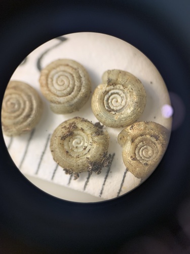 Temperate Coil (Helicodiscus shimeki) · iNaturalist United Kingdom