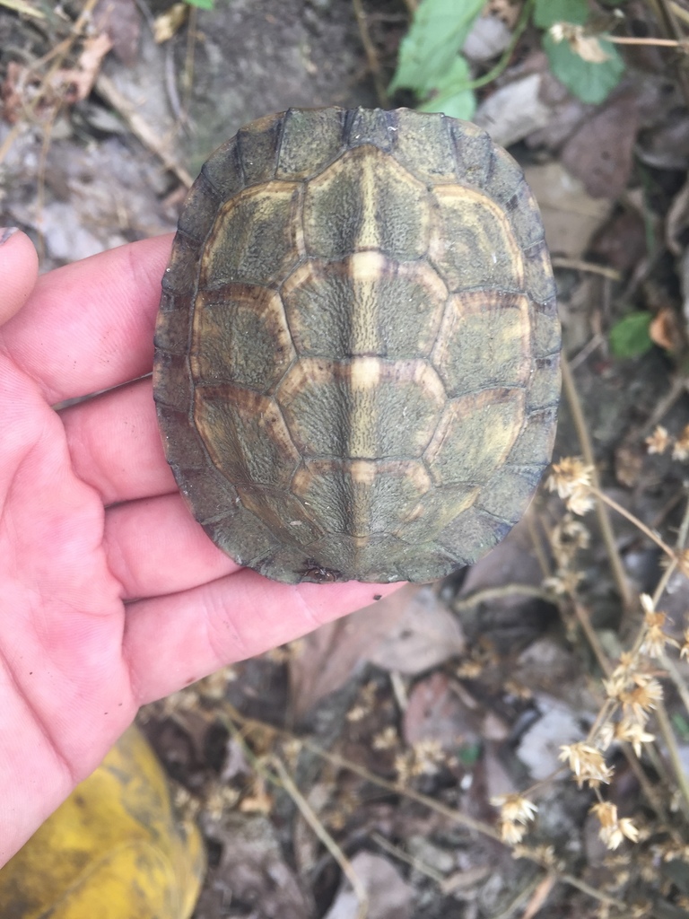 Brown Land Turtle in December 2019 by Ryan L. Lynch · iNaturalist