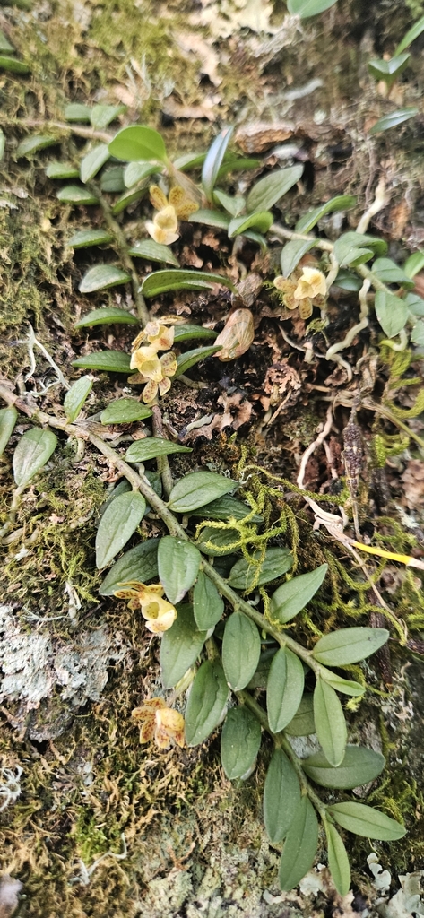 Gastrochilus formosanus from 365台灣苗栗縣泰安鄉觀霧國家森林遊樂區 on October 11, 2025 ...