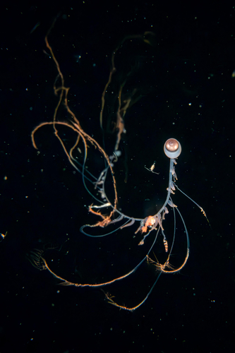 Rhizophysa eysenhardtii · iNaturalist