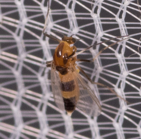 Cricotopus from Maryland, United States on May 28, 2016 at 09:06 PM by ...