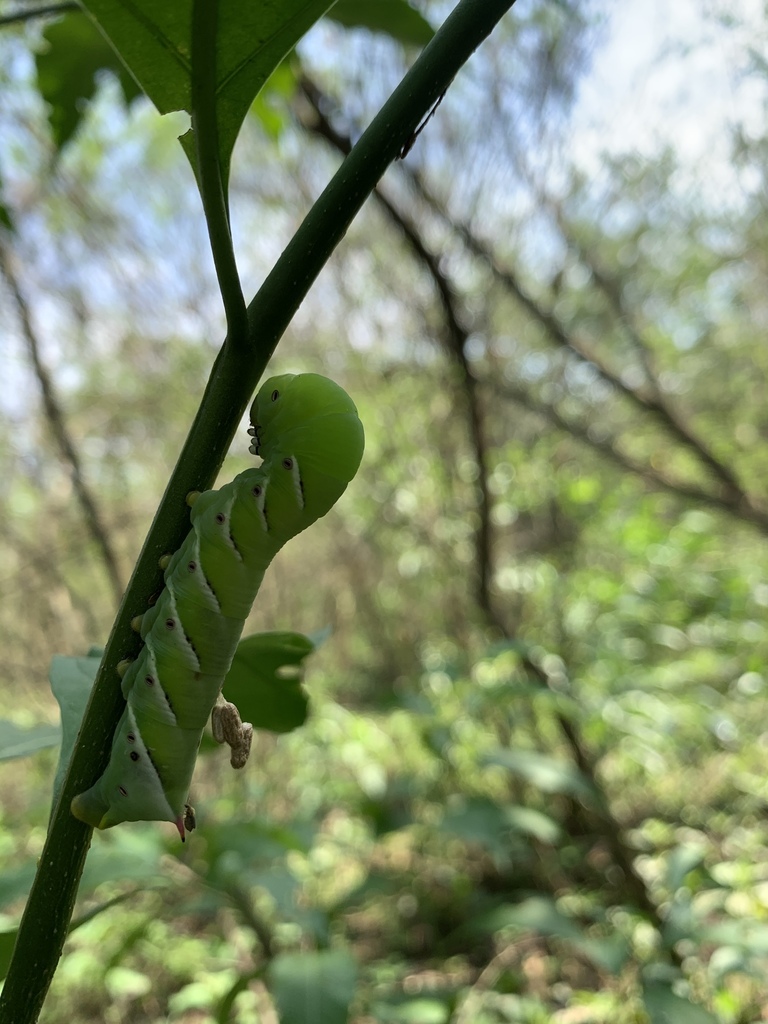 Manduca from Villavieja, Huila, CO on December 12, 2019 at 09:40 AM by ...