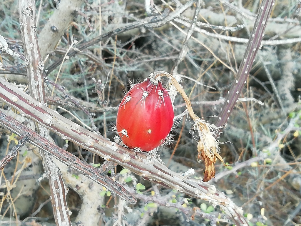 Dahlia-Root Cereus from Caborca, Son., México on November 24, 2019 at ...