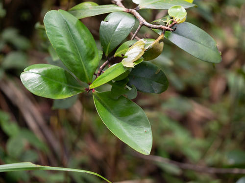 Rapanea seychellarum · iNaturalist