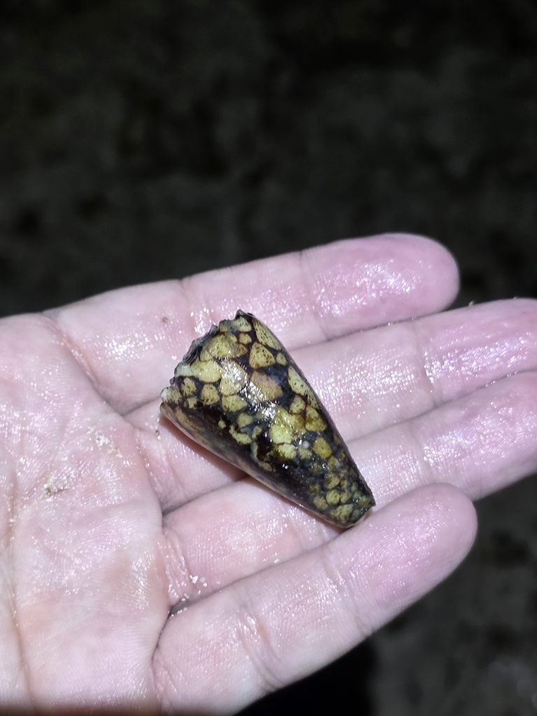 Banded Marble Cone from 日本、沖縄県宮古島市下地 on October 12, 2025 at 04:26 AM by ...