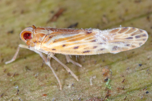 Genus Agoo · iNaturalist