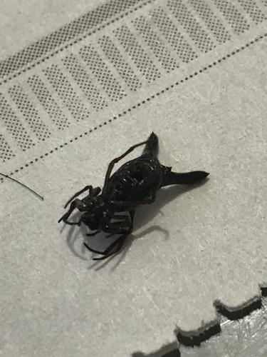 Spiders of the Dominican Republic · iNaturalist