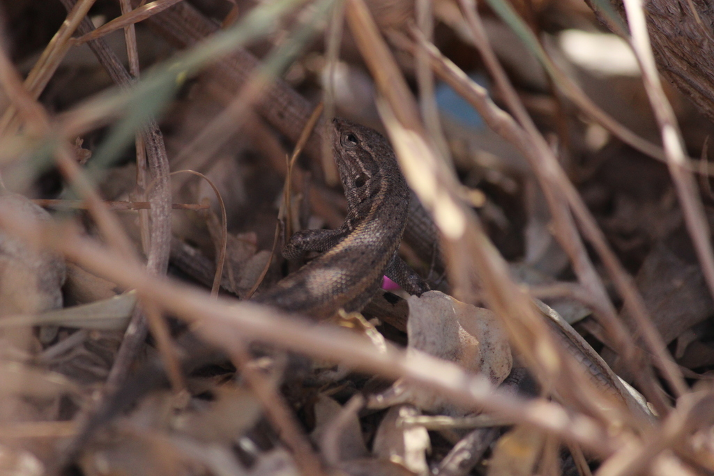 Paulina's Tree Iguana in August 2016 by Michael Weymann · iNaturalist