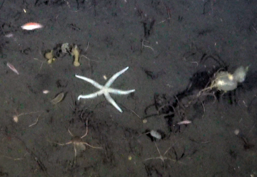 Sea Stars from Antarctica on January 9, 2019 at 09:44 AM by ...