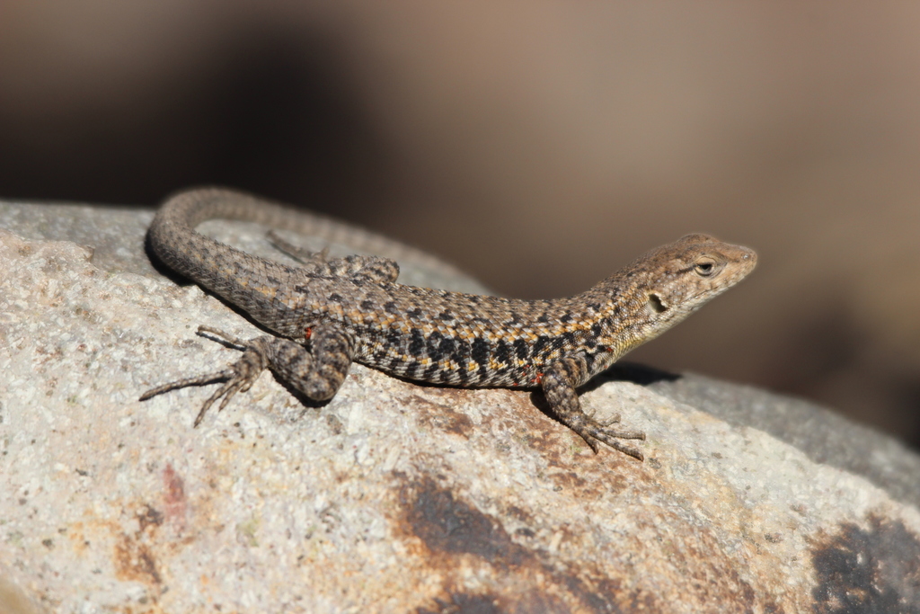 Braided Smooth-throated Lizard from El Durazno on October 4, 2016 at 12 ...