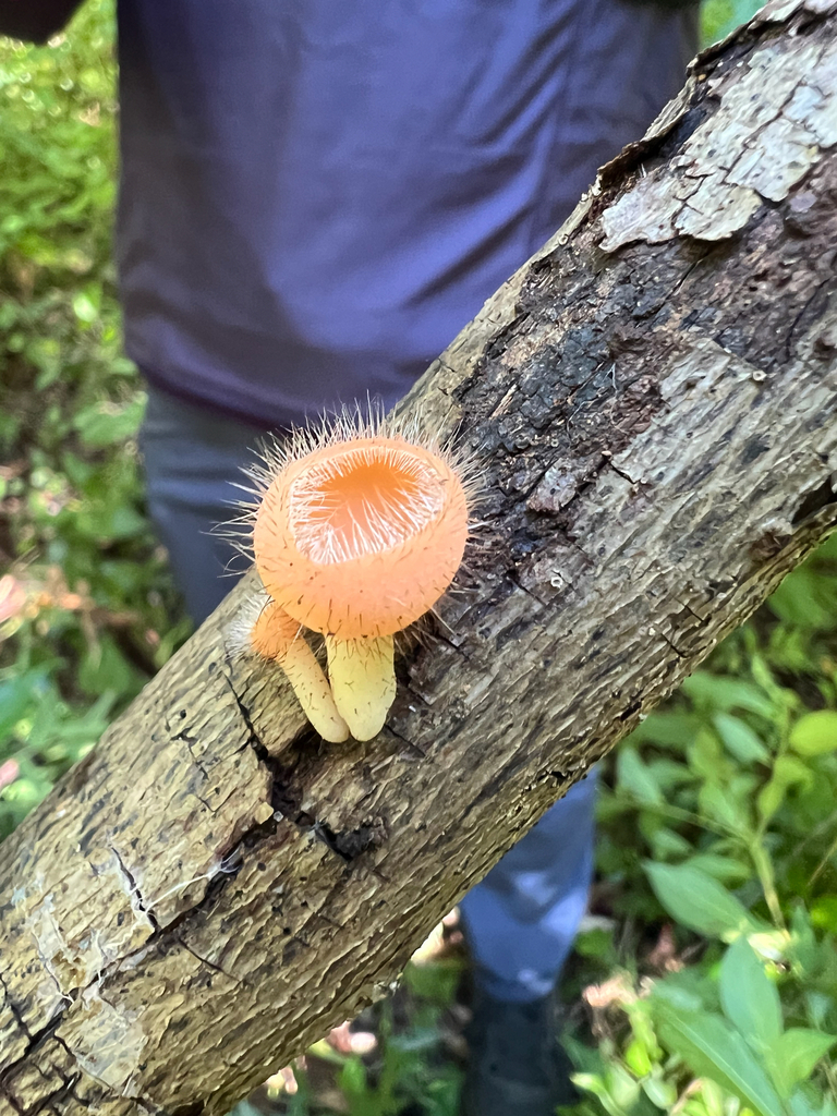 Bristly Tropical Cup in October 2025 by Rachel Swenie · iNaturalist