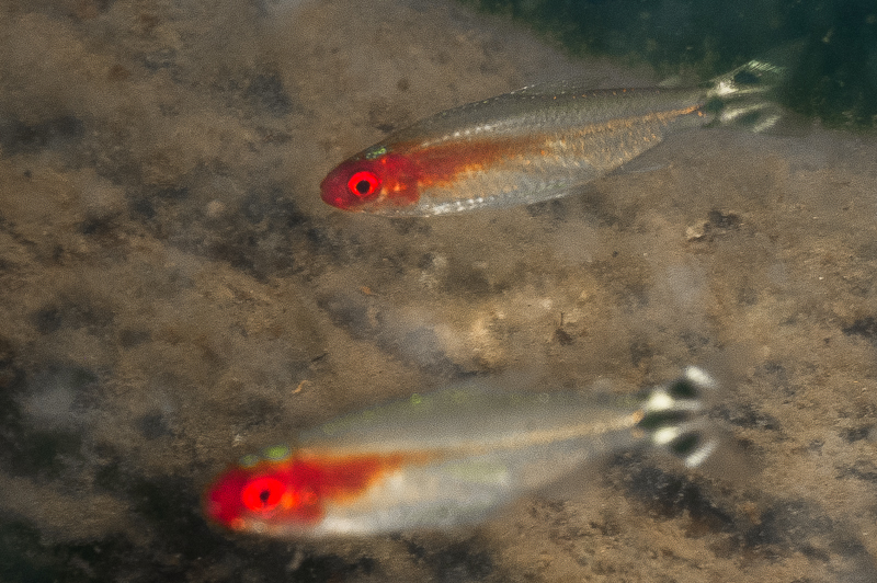 Firehead tetra from Rorainópolis - State of Roraima, 69373-000, Brazil ...