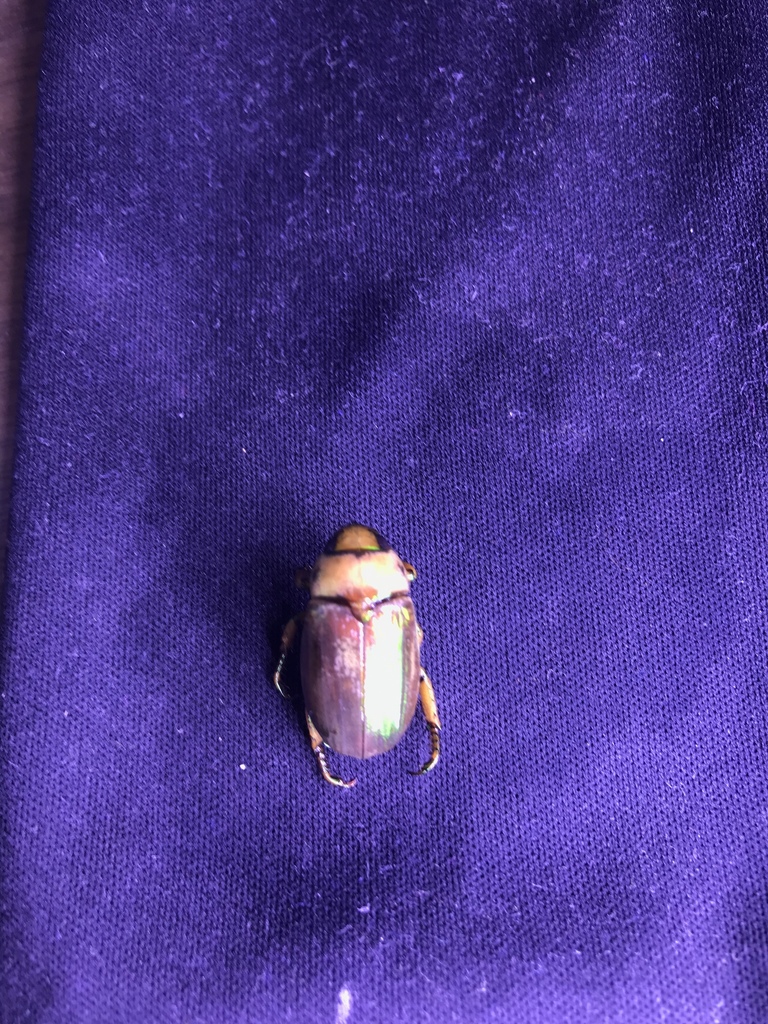 Precious Metal Scarabs from Cabo Corrientes, JAL, MX on November 6 ...